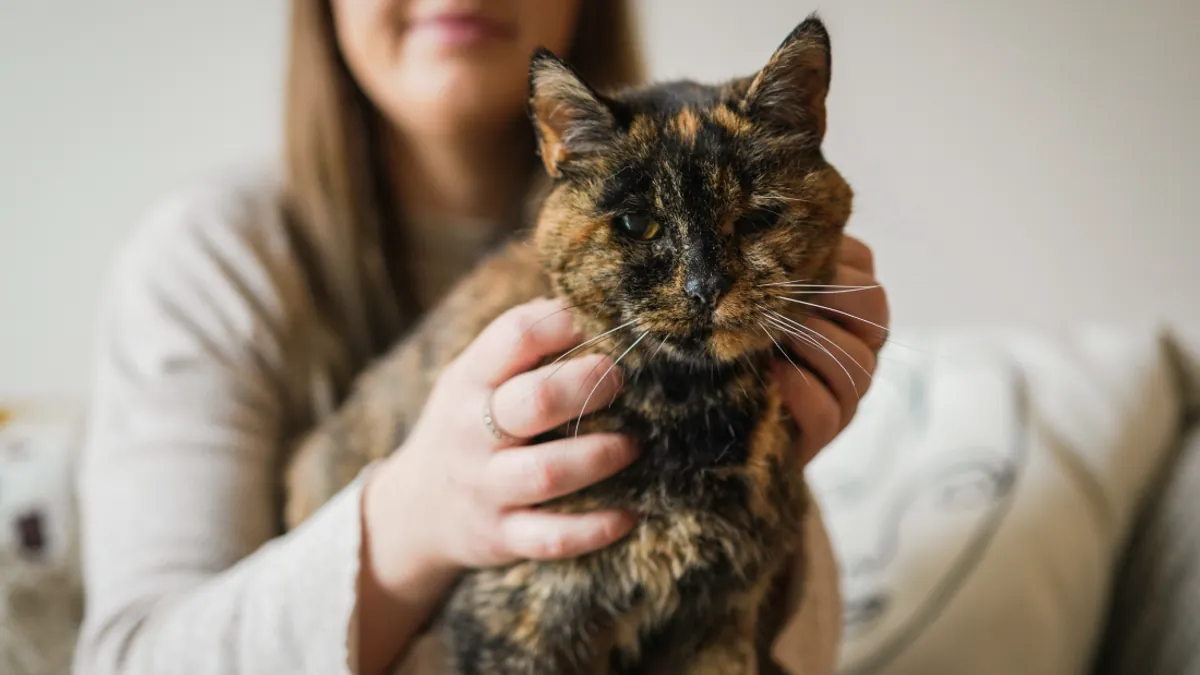 Flossie Jadi Kucing Tertua Sedunia, Umurnya Setara Manusia 120 Tahun ...