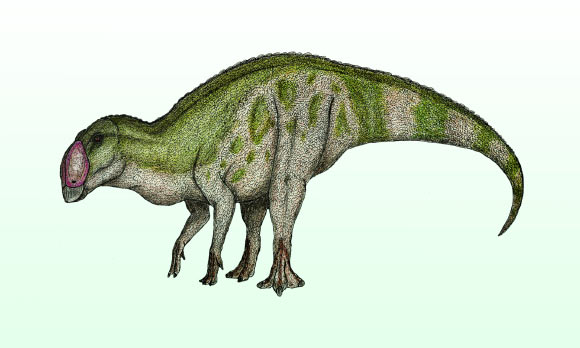 Fosil Spesies Baru Dinosaurus Paruh Bebek Ditemukan di Texas | National ...