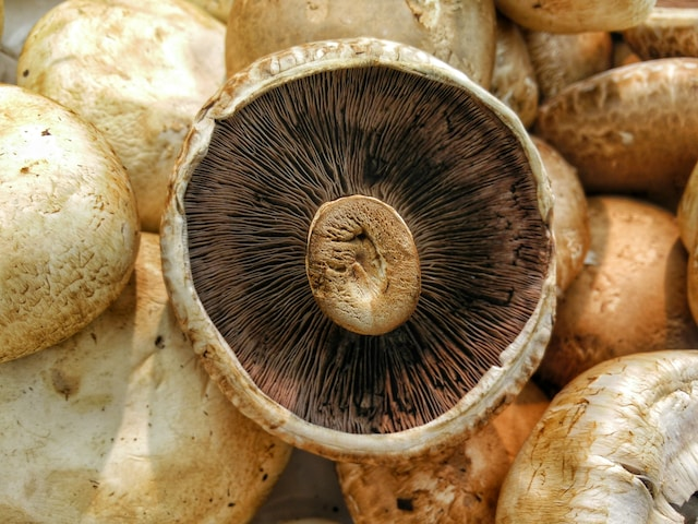 Jawab Soal Ciri-Ciri 4 Divisi Kingdom Fungi, Biologi Kelas X Bab V | Adjar