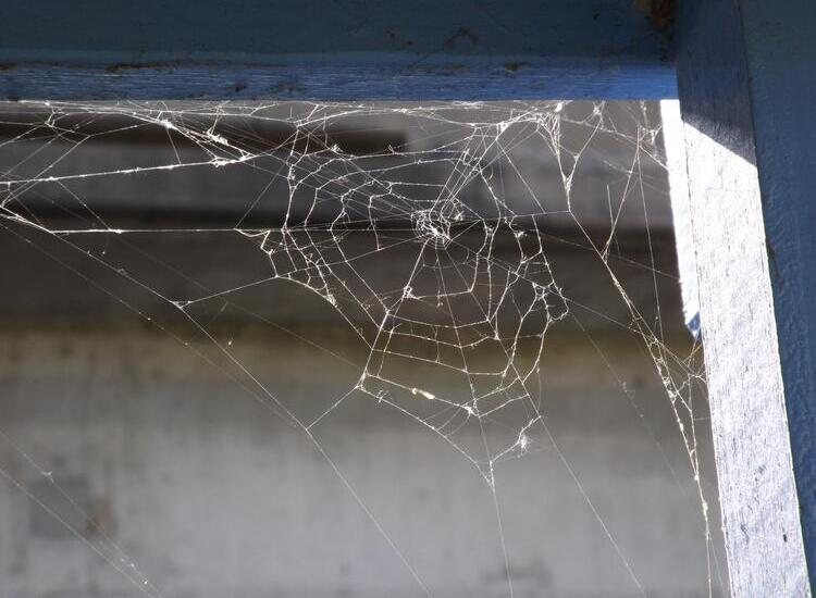 Tips Mencegah Jaring Laba-laba Muncul di Rumah, Lakukan Cara Ini ...