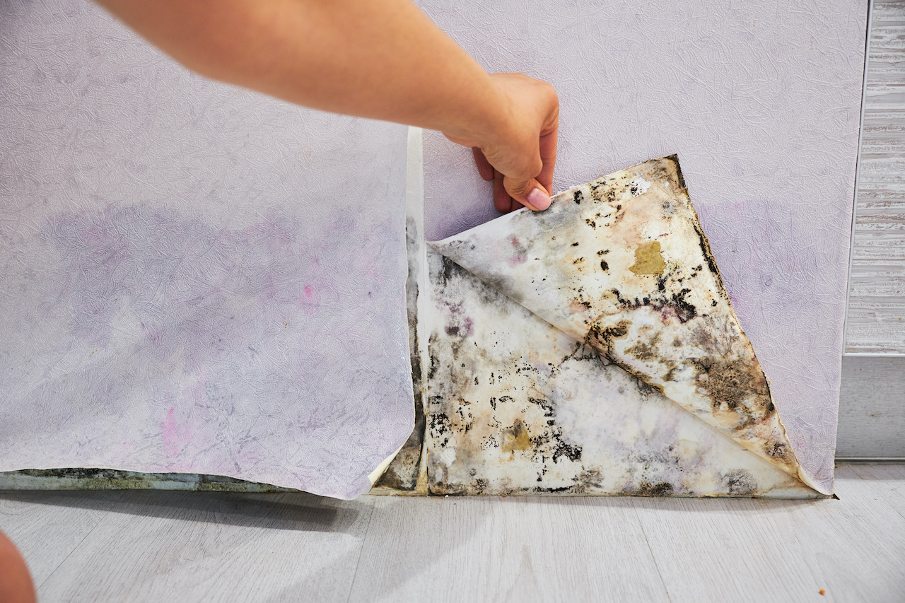 Berita Penyebab Muncul Jamur terbaru hari ini - Sajian Sedap