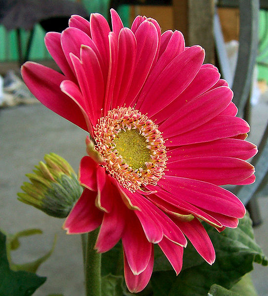 5 Arti Bunga Gerbera Daisy Berdasarkan Warnanya, Inilah Bunga Favorit ...
