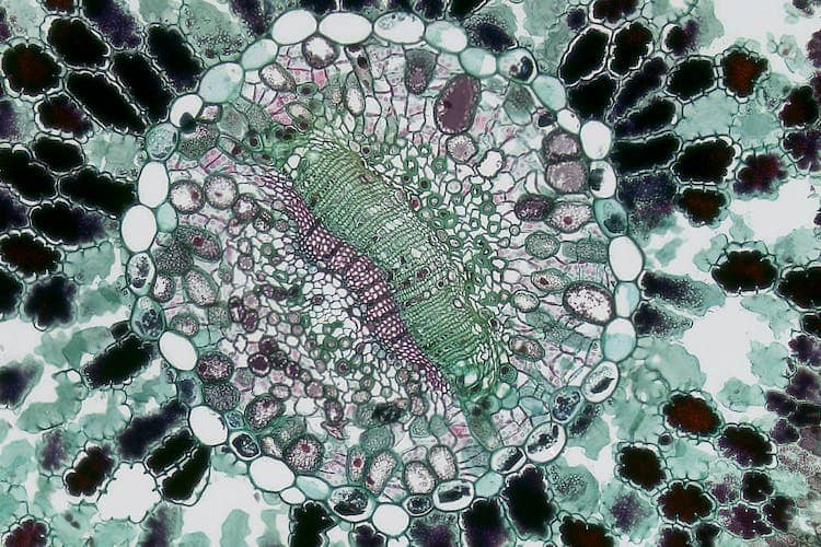 4 Tahapan Pembelahan Mitosis Materi Biologi Kelas Xii Kurikulum