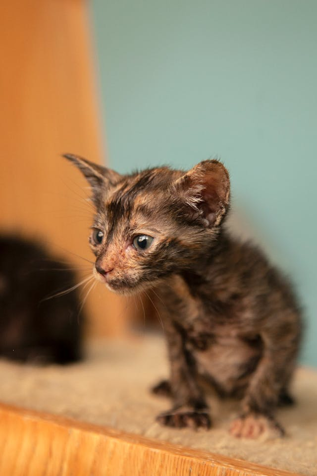 15 Fakta Menarik Kucing Lykoi, Spesies Kucing yang Wajahnya Mirip ...