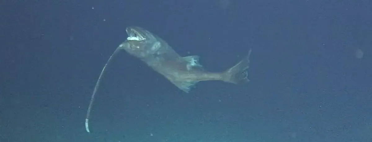 Fakta Ilmiah Unik: Beberapa Ikan Anglerfish Hidup dengan Berenang ...