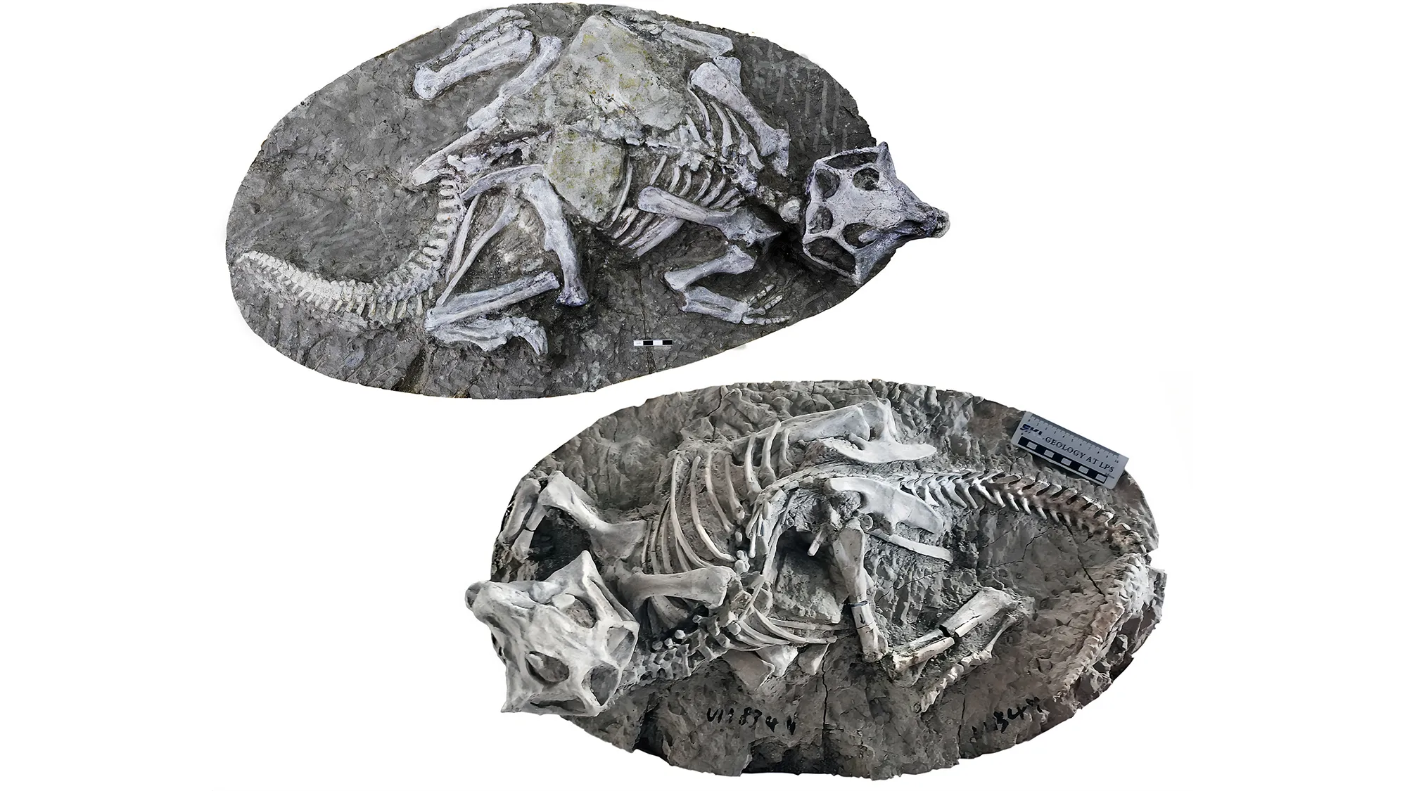 Alih-Alih Dramatis, Dinosaurus Ini Mati dengan Cara Sangat 'Membosankan ...