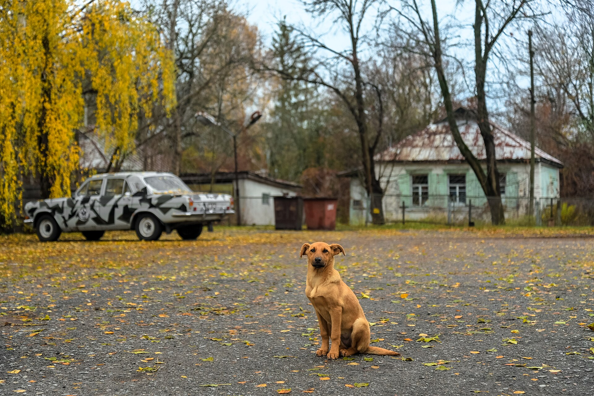 Evolusi Margasatwa setelah 40 Tahun Ledakan Reaktor Nuklir Chernobyl ...