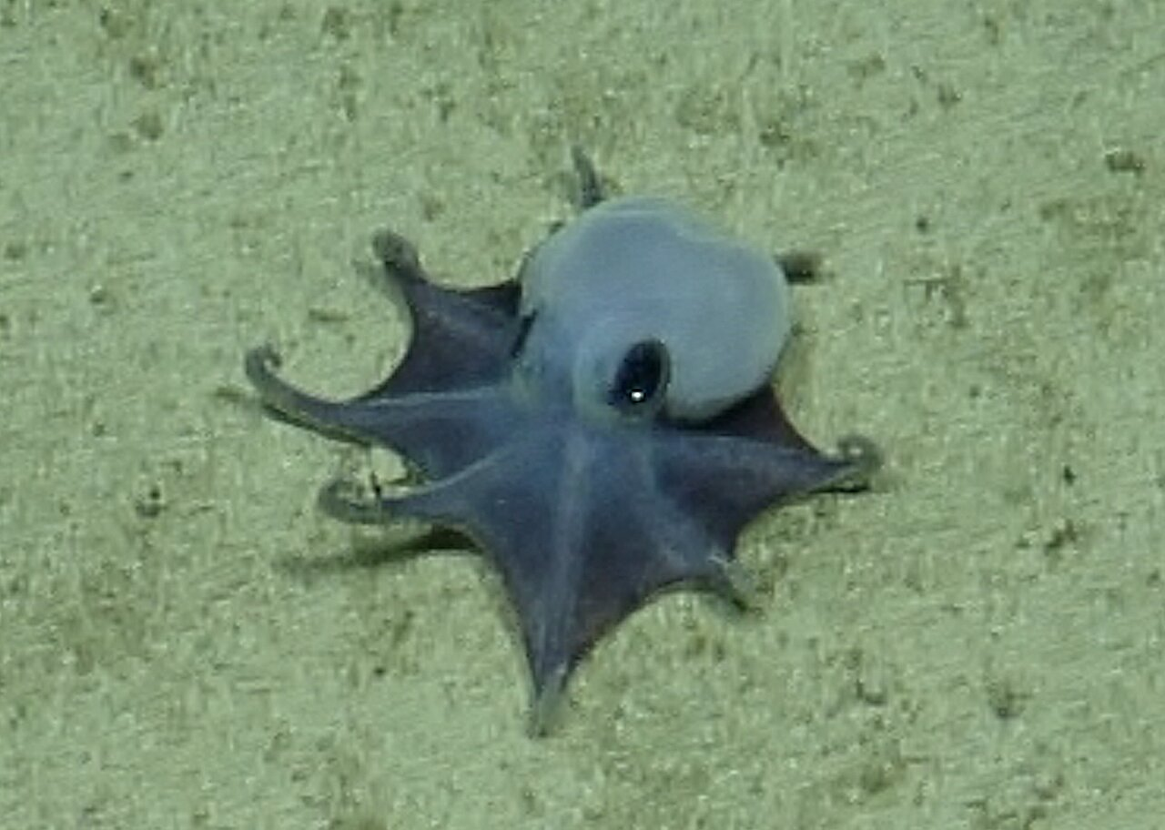 Gurita Biru Kecil, Betapa Dalam Lautan yang Belum Kita Jelajahi ...