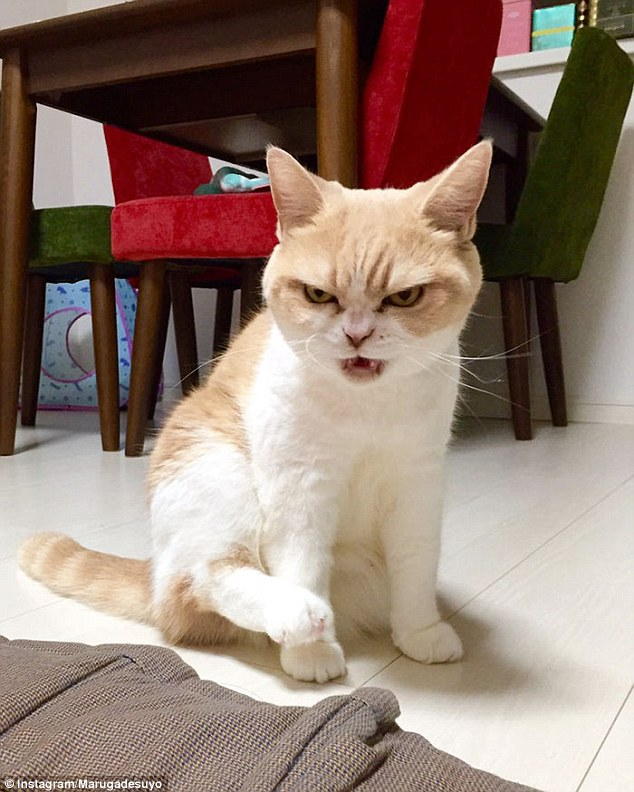 Kiyoki, Kucing dengan Wajah yang Selalu Marah dan Cemberut | Intisari