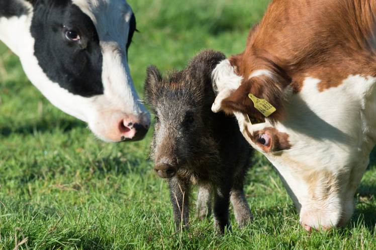Sekawanan Sapi Mengadopsi Anak Celeng yang Kehilangan Induknya | Intisari