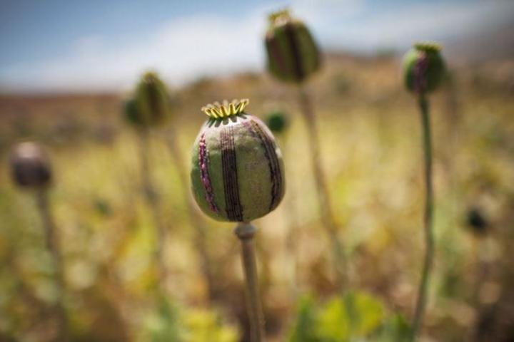 Perang Opium | National Geographic