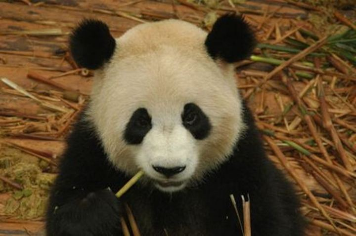 Berkat Enzim, Panda Raksasa Tinggalkan Daging dan Makan Bambu ...