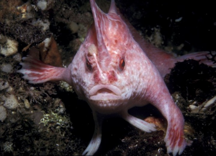 Enam Hewan Pink Menggoda (II) | National Geographic