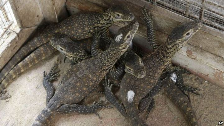 Satu Lagi Komodo Mati di Kebun Binatang Surabaya | National Geographic