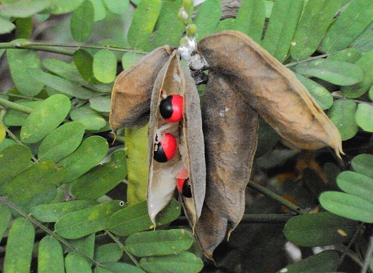 Sering Dianggap Sama, Ini Dia Perbedaan Saga Rambat dan Saga Pohon