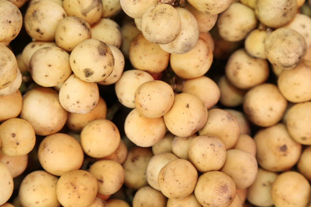 Sulit Dibedakan dengan Duku, Ini Bedanya Buah Duku dan Buah Langsat