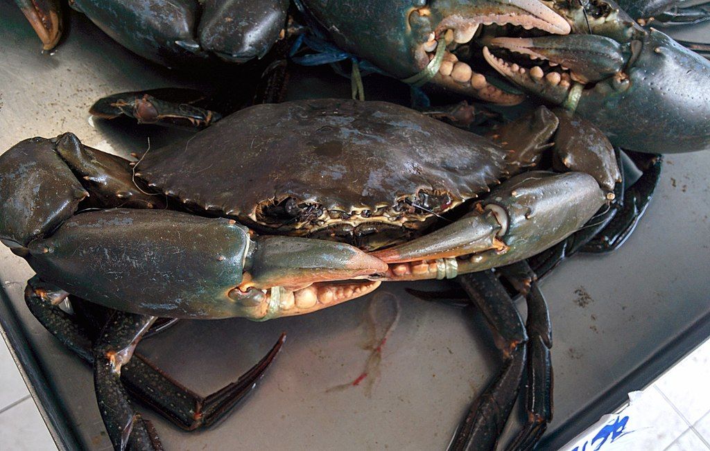 Gambar Kepiting