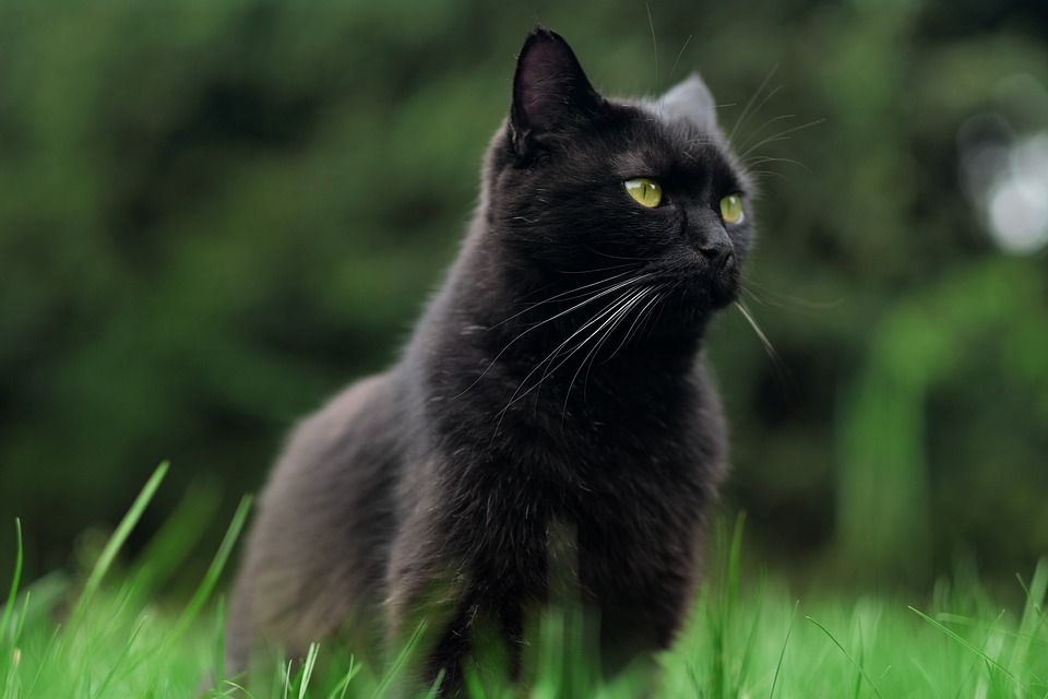 Ada Berbagai Mitos Tentang Kucing Hitam, yuk, Ketahui Serba-serbi ...