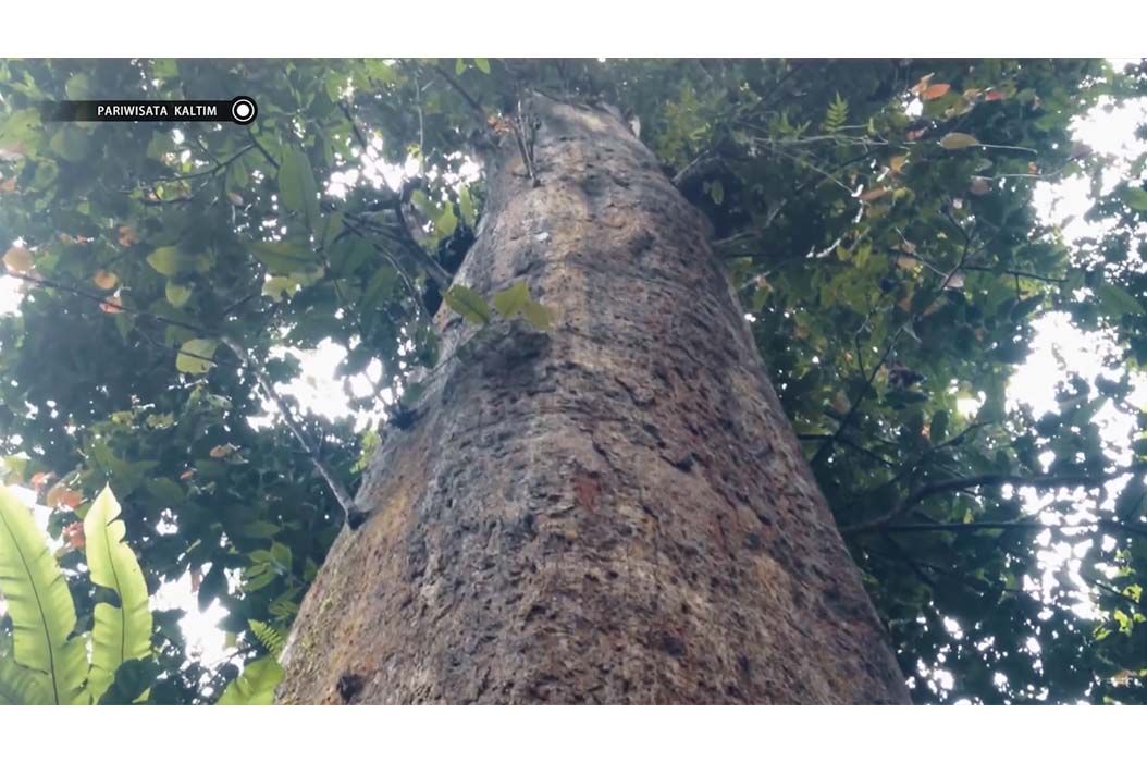 Mengenal Iron Wood, Pohon Besar Tanaman Khas Kalimantan, Pernah Lihat?