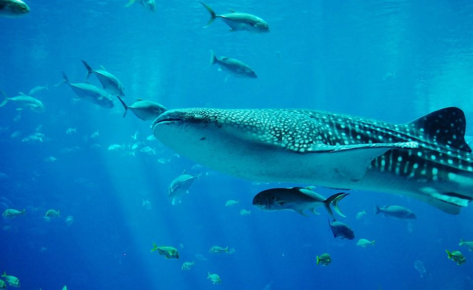 Ikan Terbesar di Lautan Justru Tidak Berbahaya, Ini Fakta Unik Ikan ...