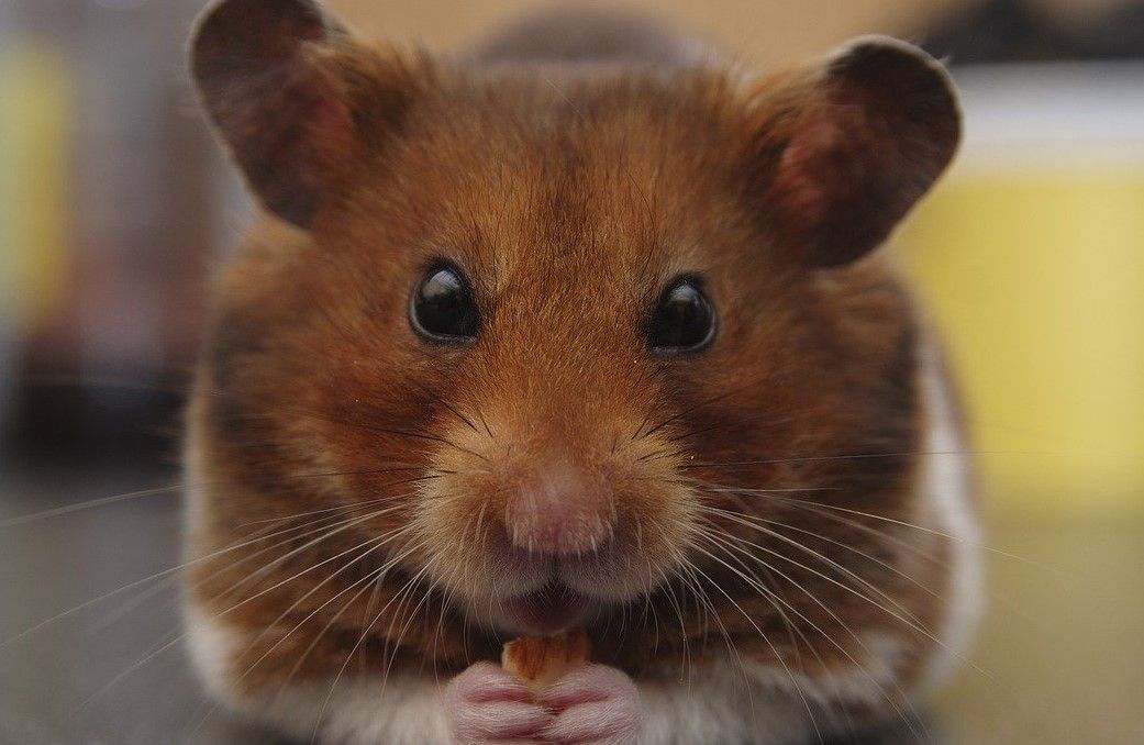 Sering Dianggap sebagai Hama, Ini 7 Jenis Tikus Ini Bisa Jadi Hewan ...