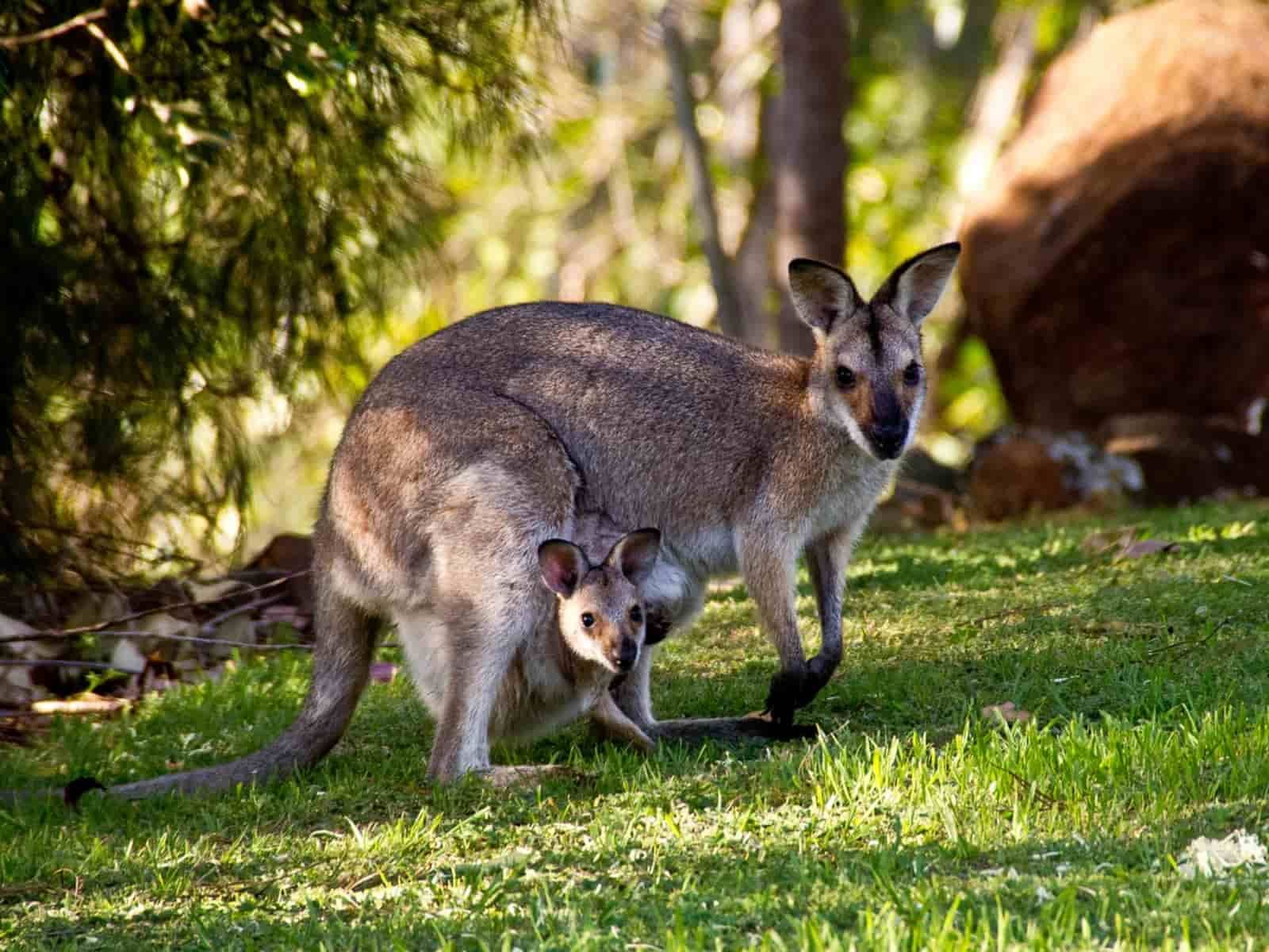 Contoh, Ciri-Ciri, dan Pengertian Flora Fauna Tipe Australis Contoh, Ciri-Ciri, dan Pengertian Flora Fauna Tipe Australis