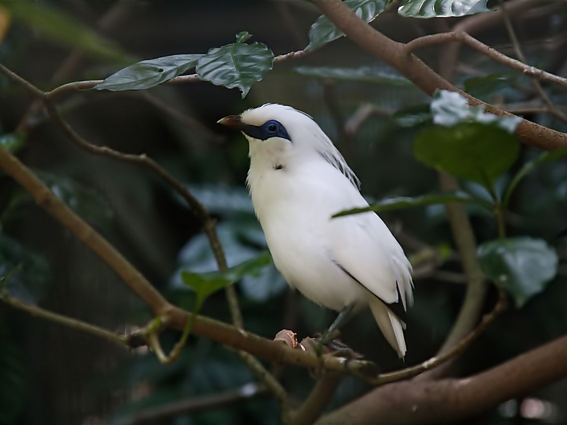 Mengulik 5 Fakta Menarik Burung Jalak Bali, Fauna Endemik Indonesia ...