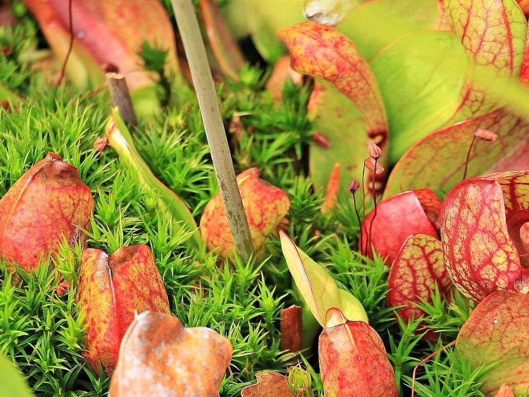 8 Flora di Pulau Kalimantan, ada Jenis Buah hingga Bunga