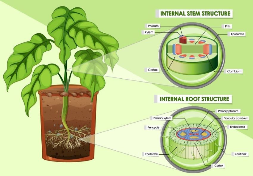 Struktur dan Fungsi Jaringan Tumbuhan, dari Bagian Akar hingga Daun