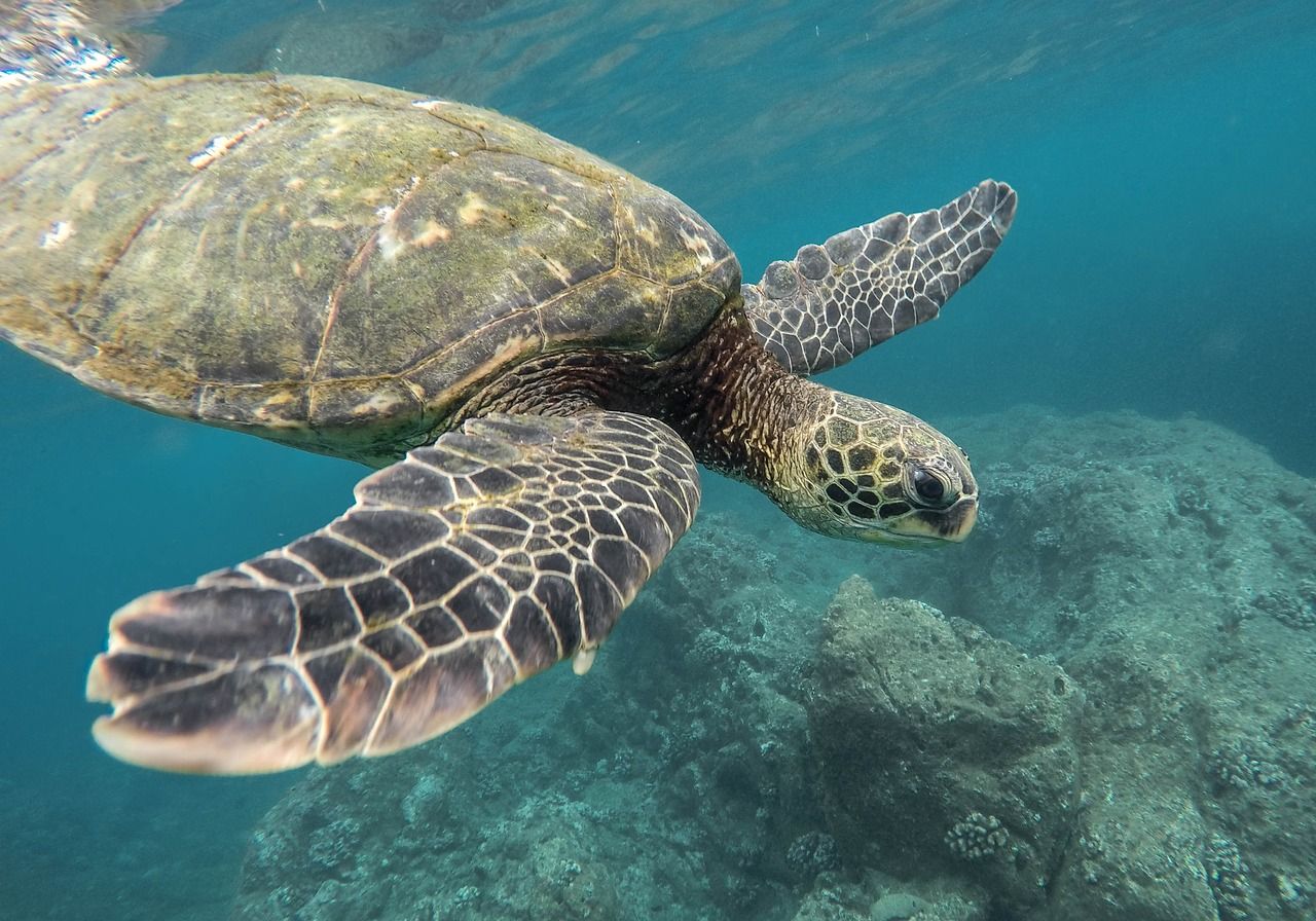 Jangan Bingung Lagi, Ketahui Perbedaan Penyu, Kura-Kura, dan Terrapin Jangan Bingung Lagi, Ketahui Perbedaan Penyu, Kura-Kura, dan Terrapin