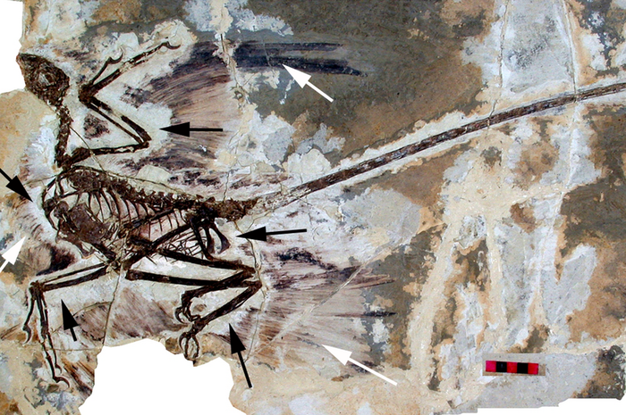 Temuan Ketombe Dinosaurus Ungkap Bagaimana Mereka Mengganti Kulit ...