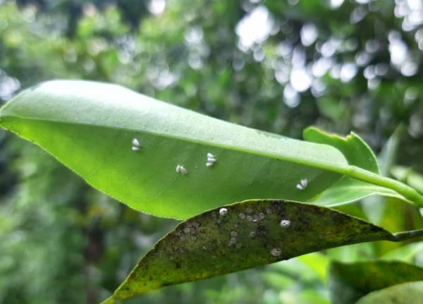 Hanya Perlu Nasi, Begini Cara Membasmi Kutu Putih pada Tanaman Anda ...