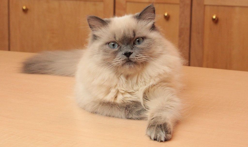 Kucing Persia Himalaya