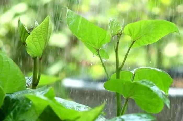 Jenis Tanaman yang Ampuh Mencegah Terjadinya Banjir Saat Musim Hujan ...