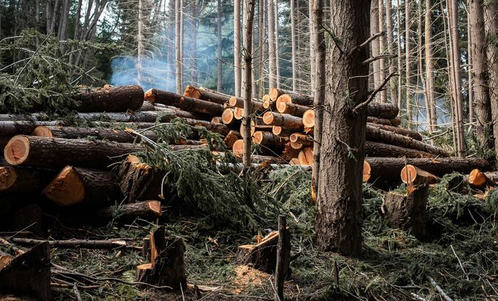 Mengapa Deforestasi Berbahaya dan Bagaimana Cara Menghentikannya ...