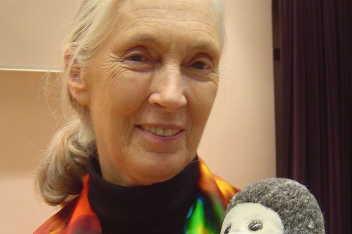 Harapan yang Tak Tergoyahkan: Merayakan Hidup dan Warisan Jane Goodall ...